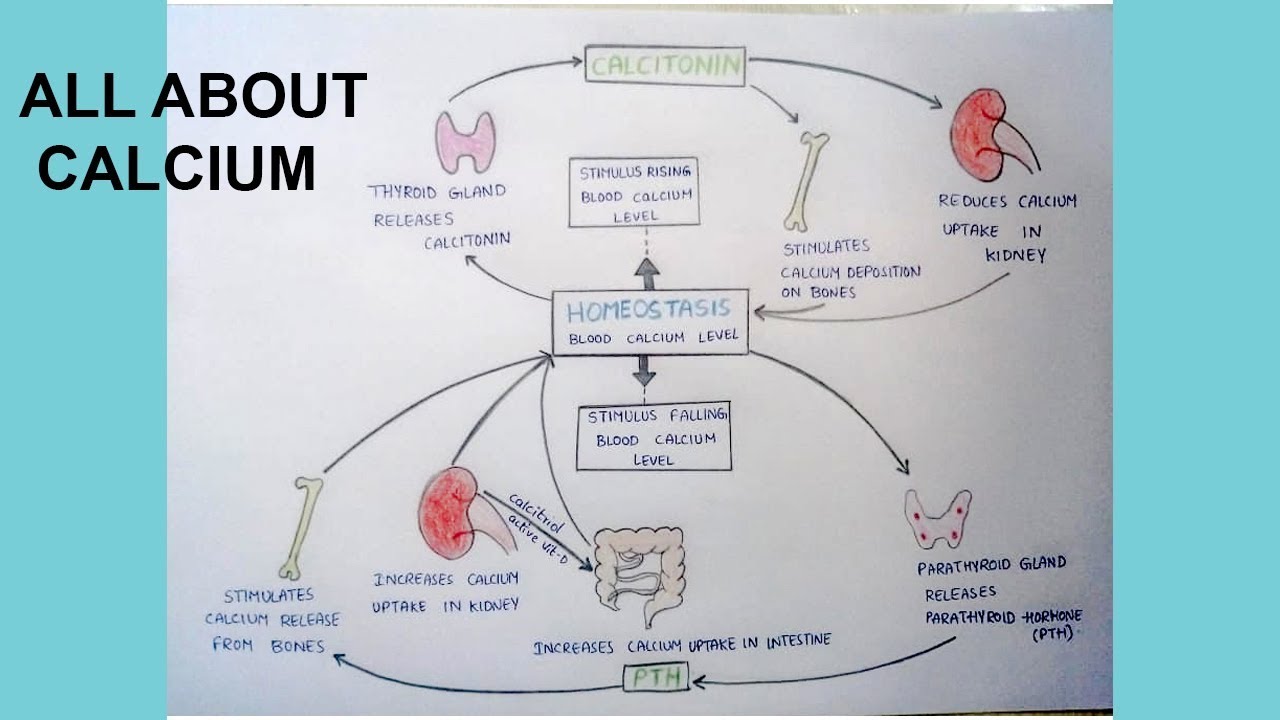 Calcium Metabolism With Easy Presentation - YouTube