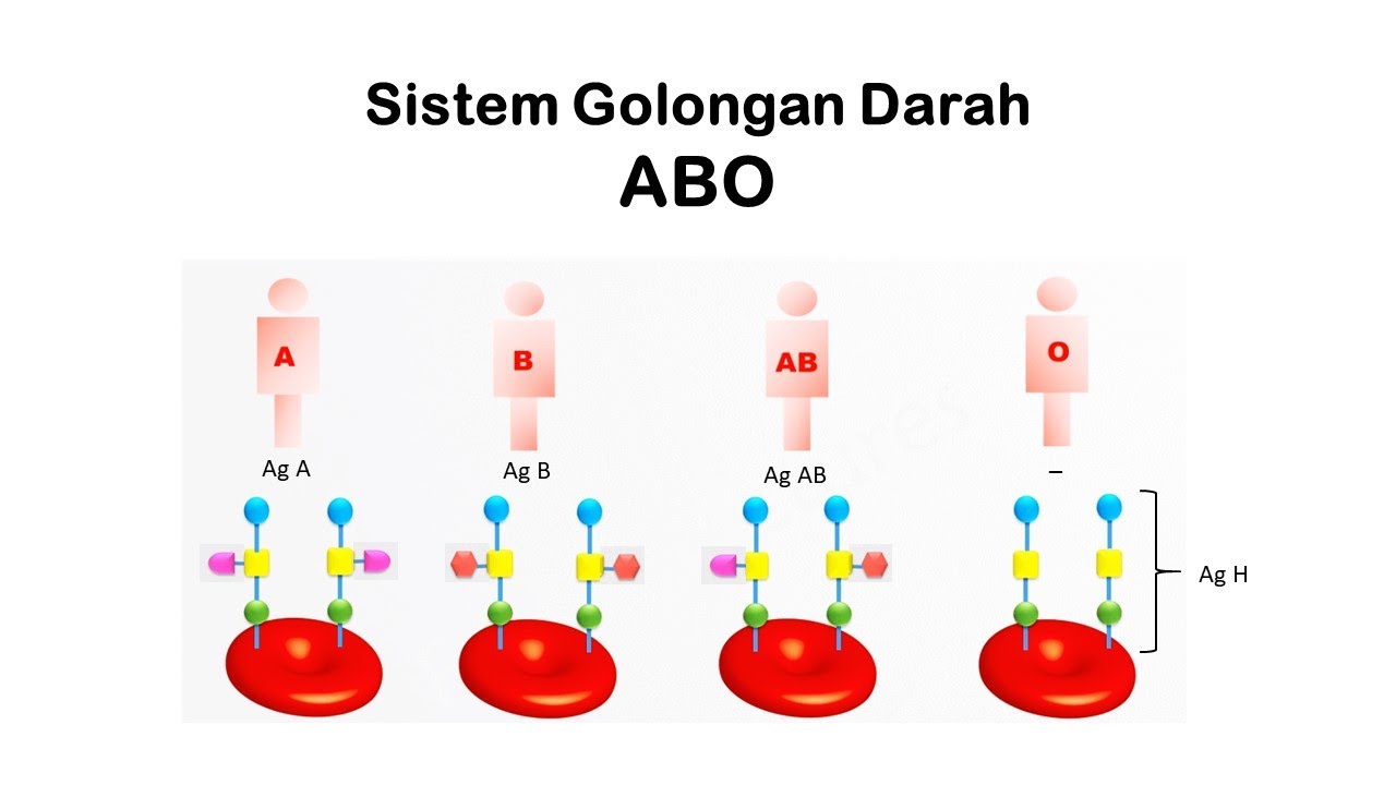 SISTEM PENGGOLONGAN DARAH Part 2 (Sistem Golongan Darah ABO) - YouTube