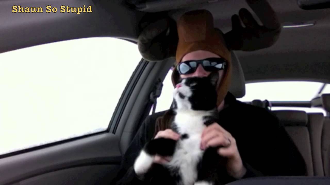 Cat Robbery - YouTube