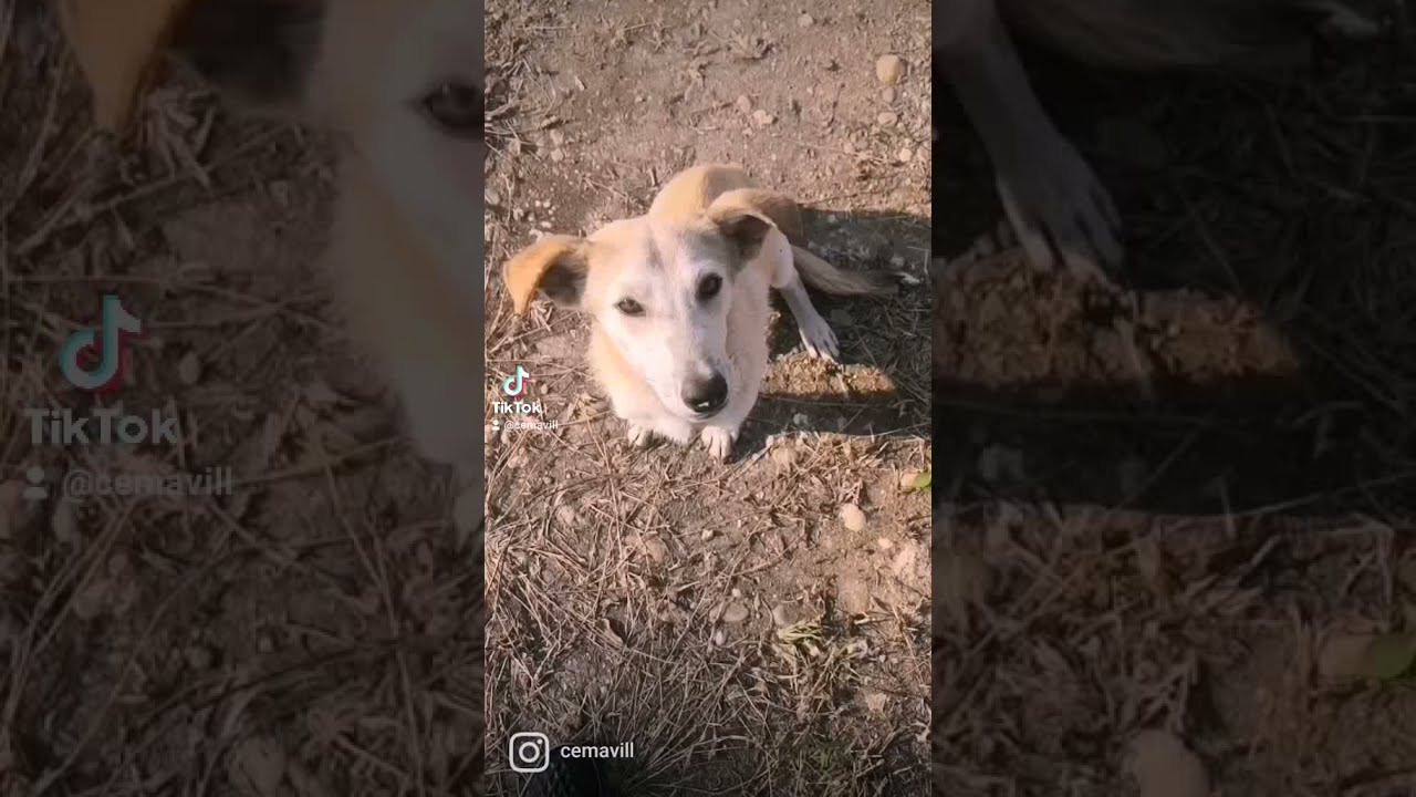 poder perruno #feelthepower - YouTube