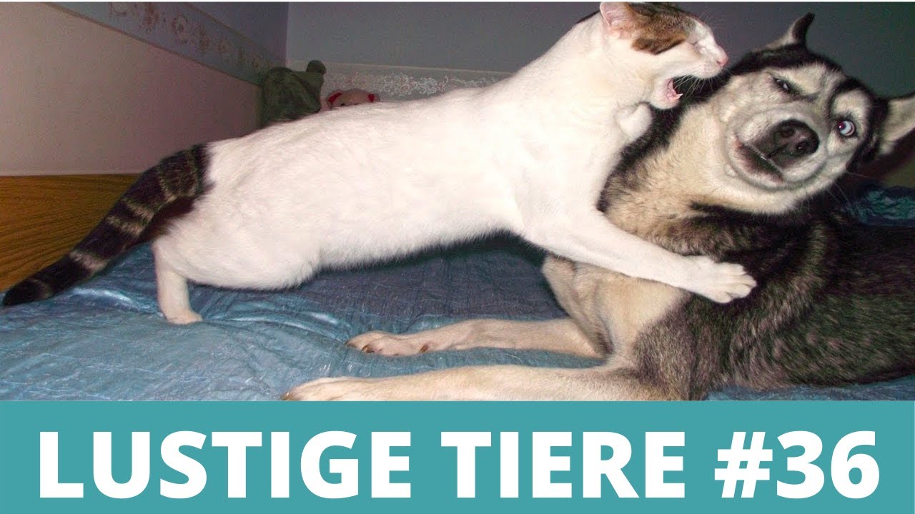 LUSTIGE TIERE - Witzige Tiervideos, Lustige Tiere Compilation #36 - YouTube