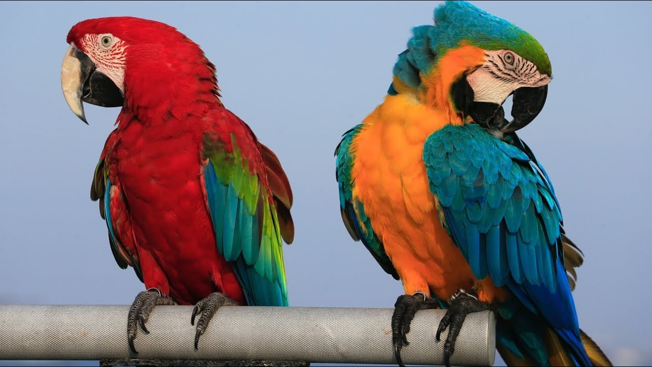 10 Most Beautiful American Cockatoo Species on Earth - YouTube