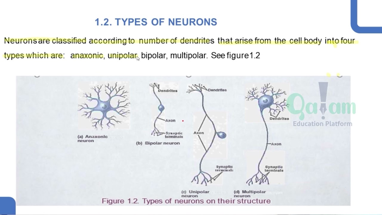 Biology form 4 Types Of Neurons (Prof. Xaamud) - YouTube