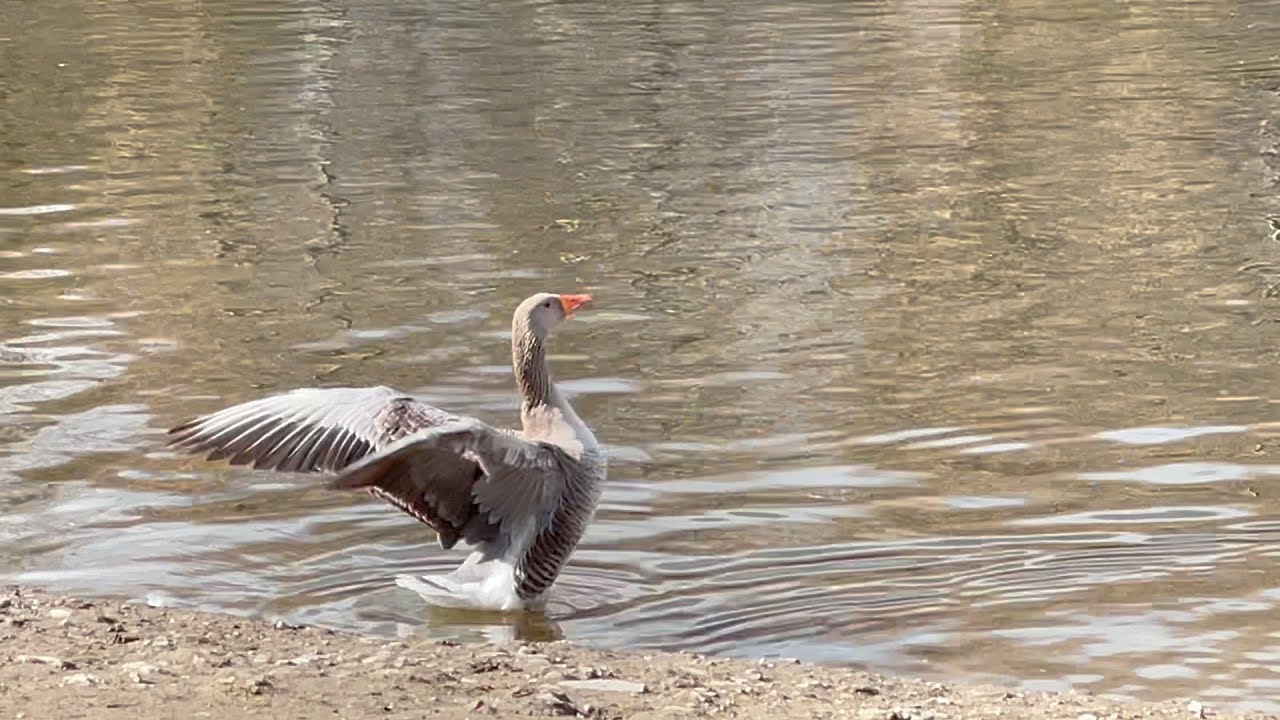The Ancestor of Most Domestic Geese in Europe - YouTube