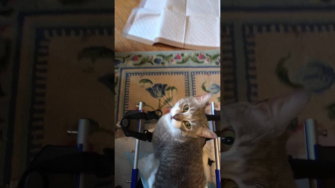 HAPPY THE CAT - YouTube