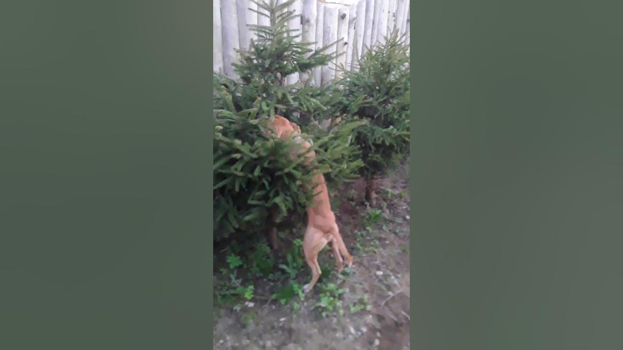 Елка🌲 колючая, Злой питбуль настырный 😡 |shorts - YouTube