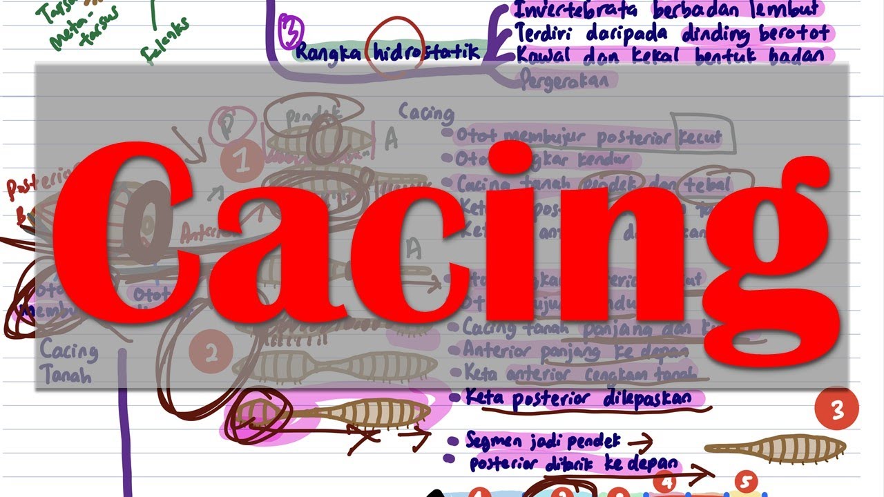 Cacing | Sains T4 - YouTube