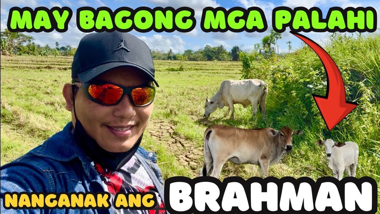 Nanganak Ang Brahman | May Bagong Mga Palahi Na Baka! - YouTube