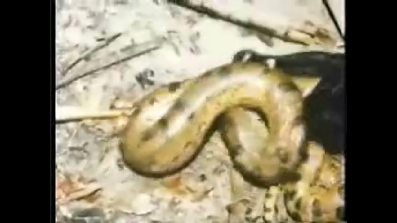 JAGUAR vs PYTHON - YouTube
