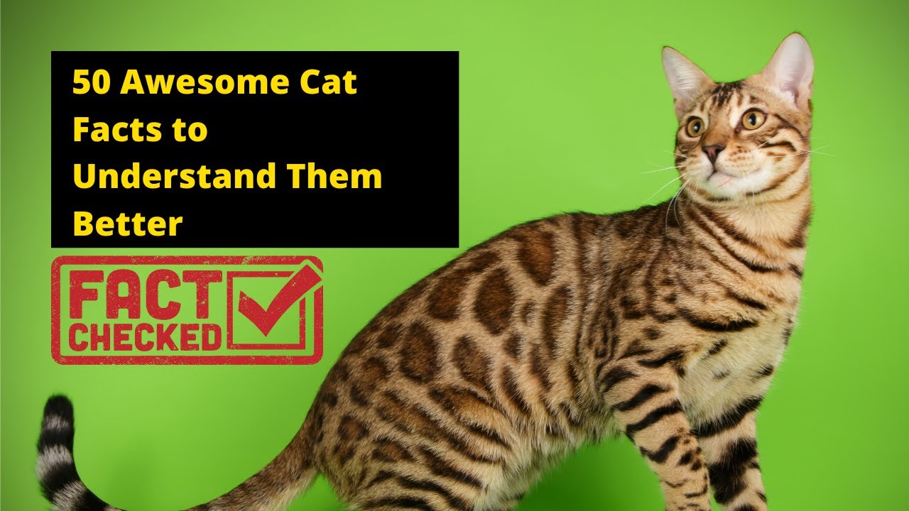 50 Awesome Cat Facts to Understand Them Better - YouTube