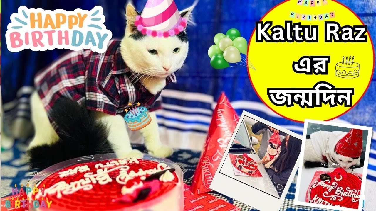 Kaltu Raz' Happy BirthDay। Birth Day Vlog। বিড়ালের জন্মদিন ভ্লগ।Kaltu ...