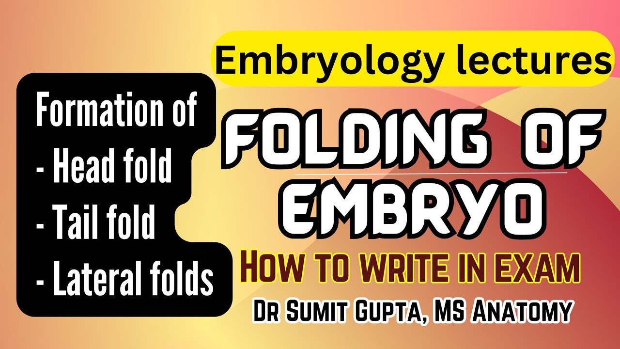 Folding of embryo | General embryology - YouTube