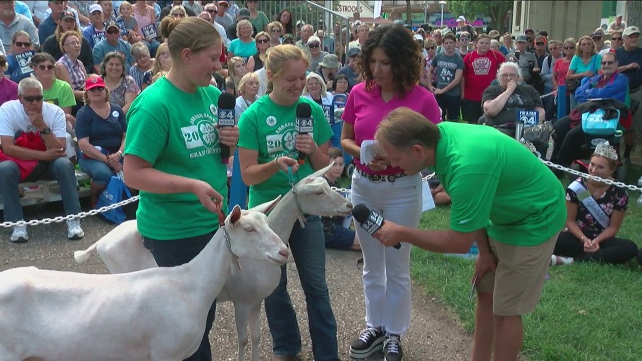 4H Animal Competitions At The Fair - YouTube