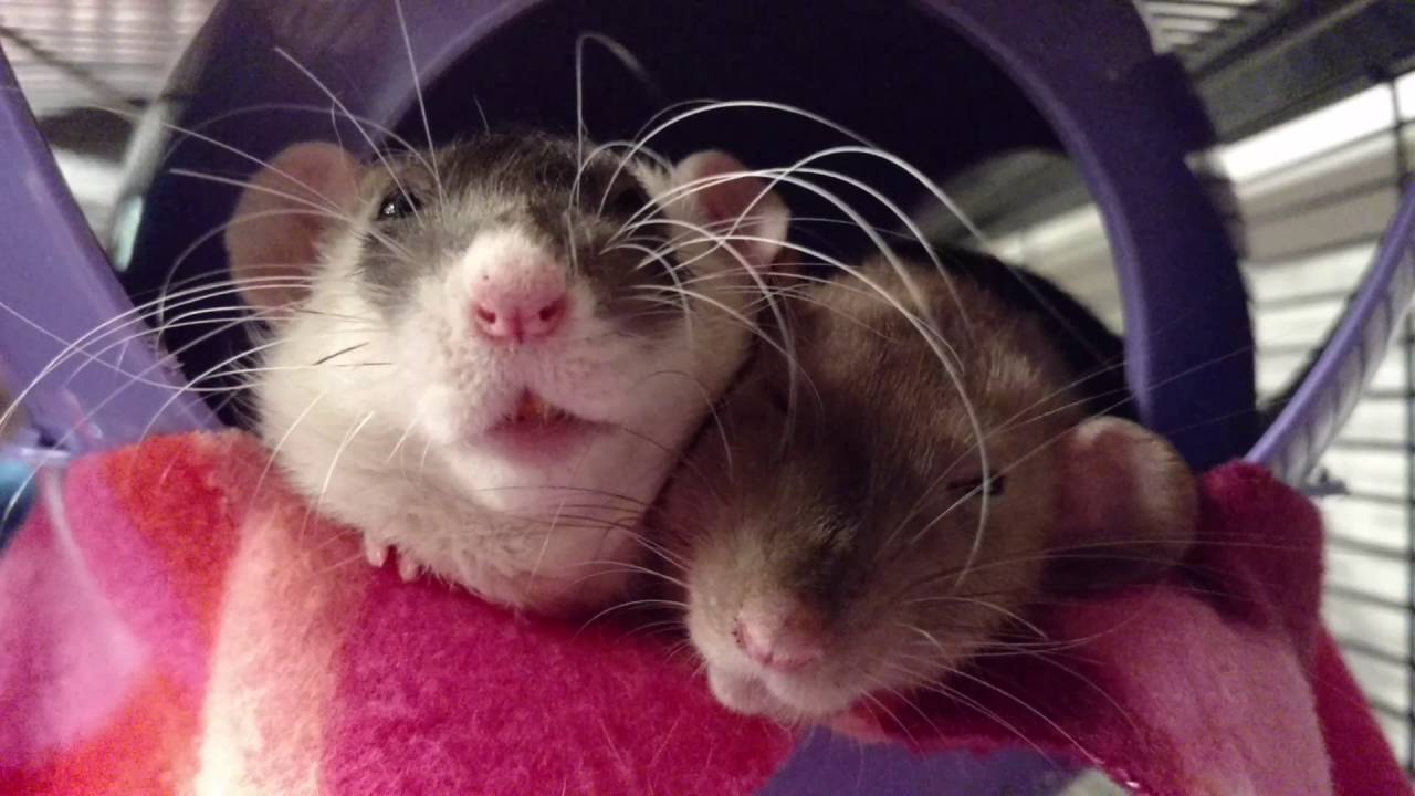 Happy Rats Brux, Boggle, and Yawn - YouTube