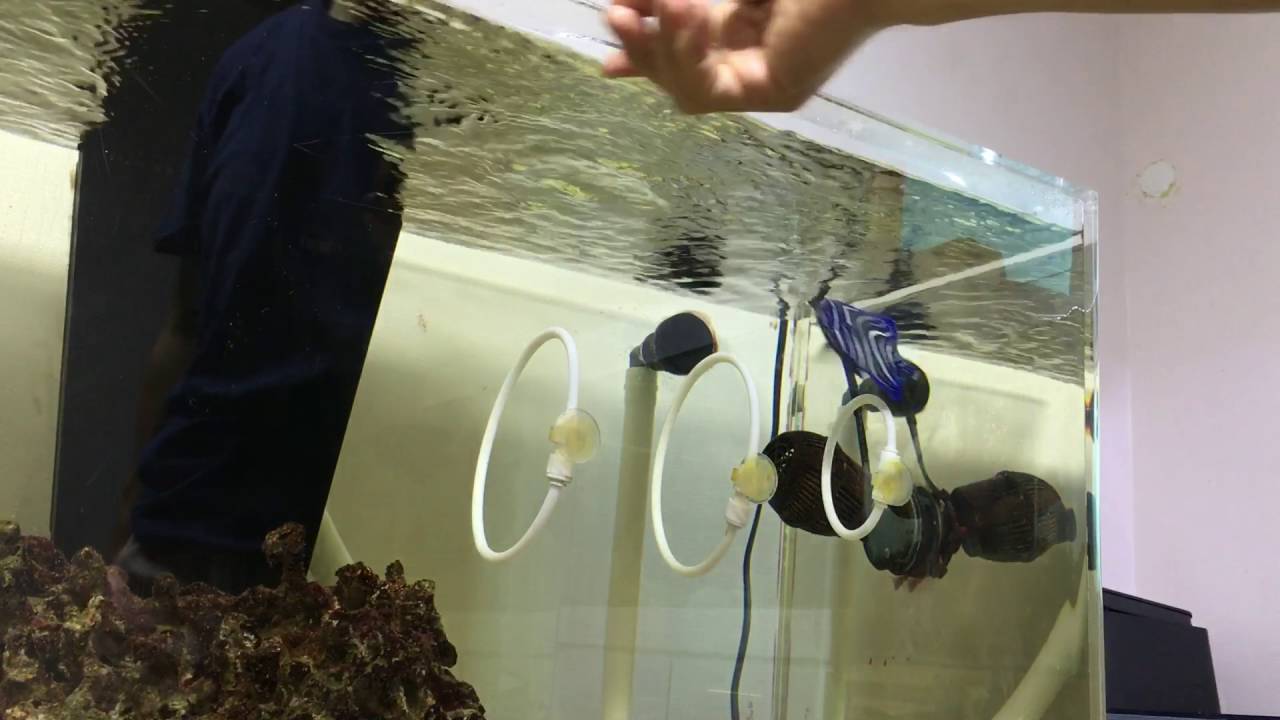 Fish agility, beginner - YouTube