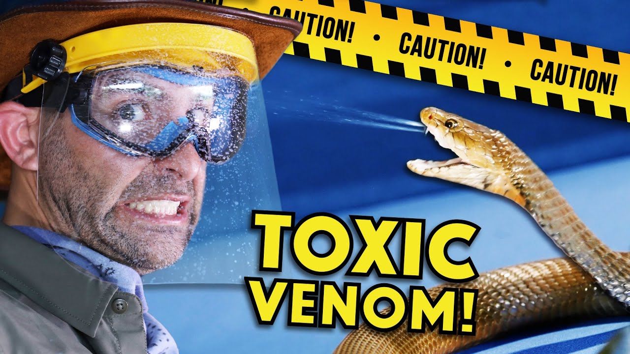 SPIT in FACE by SPITTING COBRA! (Experiment) - YouTube