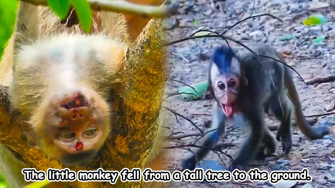 Mother monkey carelessly made her baby monkey fall from a 20m high tree ...