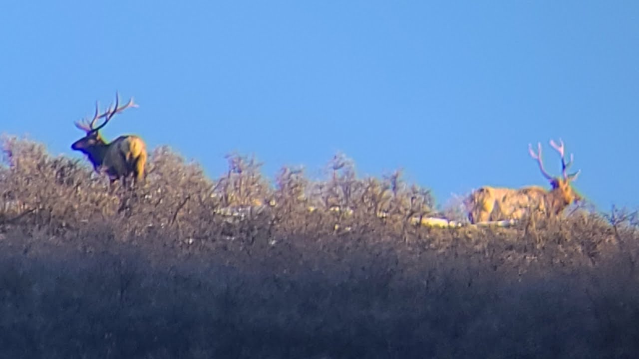 Cow Elk Hunt - The end of the 2021 season - YouTube