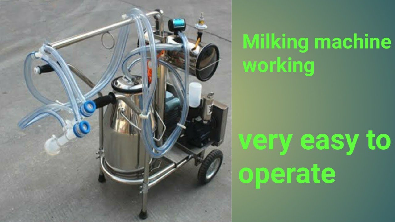 Cow milking machine and how it's work - YouTube