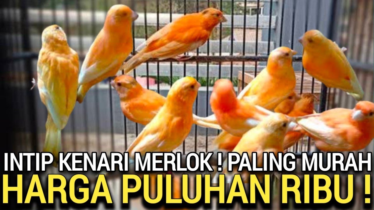 KENARI MERLOK ! STATUS GAWAT KENARI OMBYOKAN MAKIN NGGAK KARUAN, KIOS ...