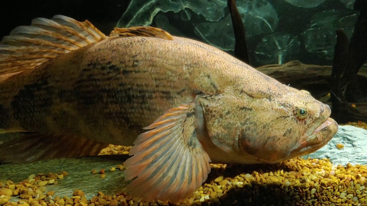 Monster MARBLE GOBY Male (13 years old) 240 gallon 8x2x2 - YouTube