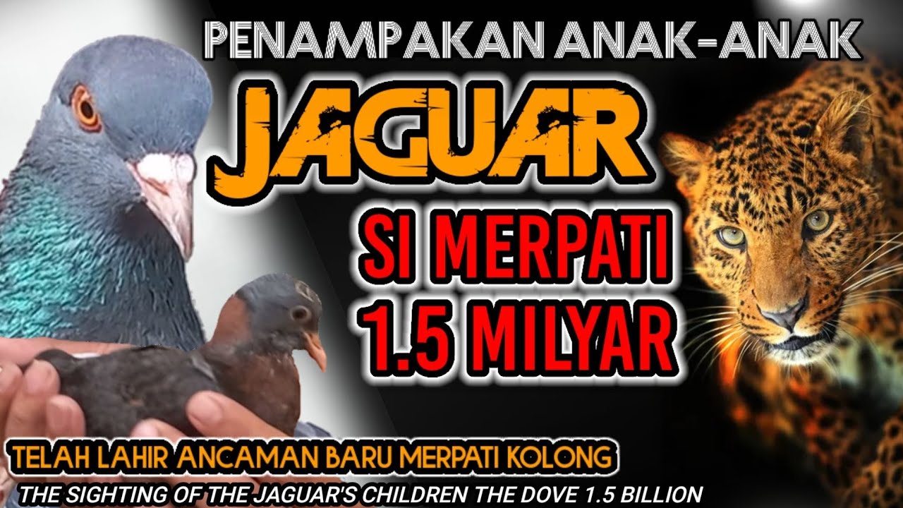 PENAMPAKAN ANAK ANAK JAGUAR//MERPATI KOLONG//MERPATI LOVERS//MERPATIKU ...