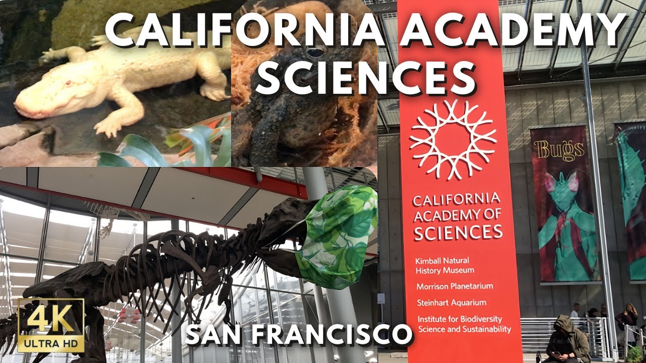 Exploring San Francisco California Academy of Sciences Museum 4K - YouTube