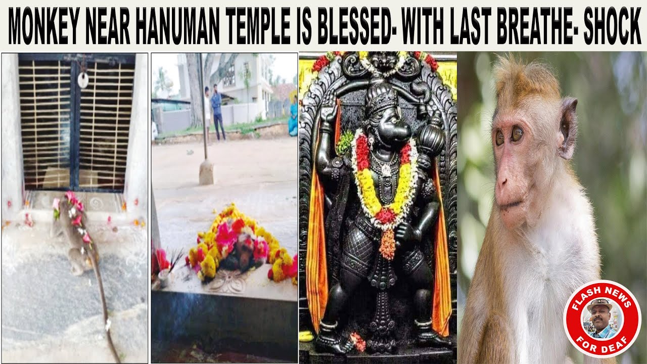 MONKEY NEAR HANUMAN TEMPLE IS BLEESED - WITH LAST BREATHE- SHOCK! - YouTube