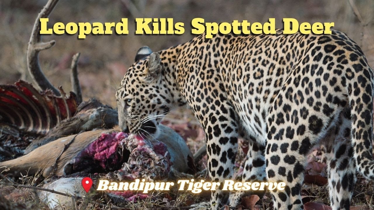 Leopard with Spotted Deer Kill at Bandipur / Bandipur Forest - YouTube
