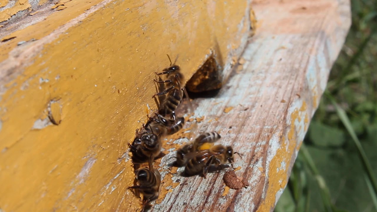 The Bees Go Buzzing - YouTube