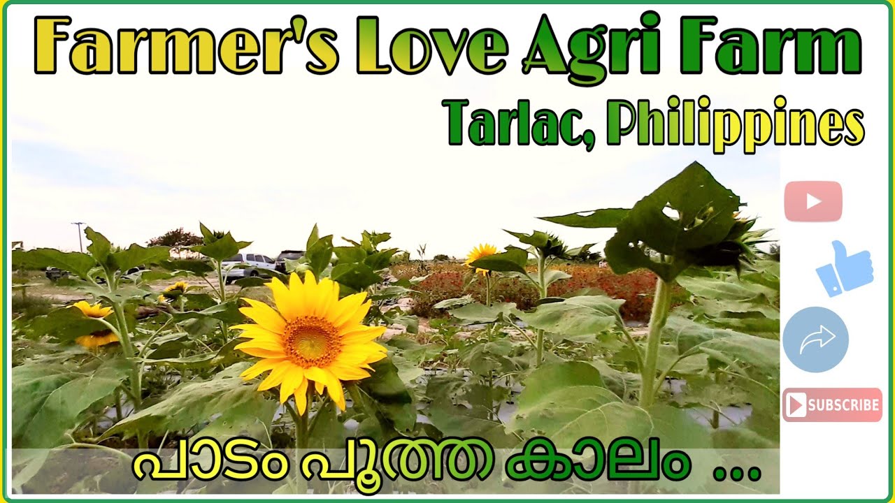 വര്‍ണങ്ങള്‍ വിരിഞ്ഞൊരാ പൂപാടം // Farmer's Love Agri Farm, Tarlac ...