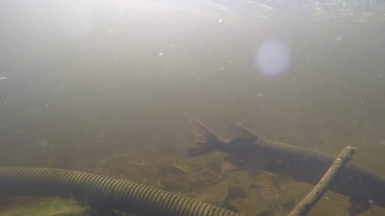 Musky Spawning - Lower Buckhorn Lake Ontario Canada - YouTube