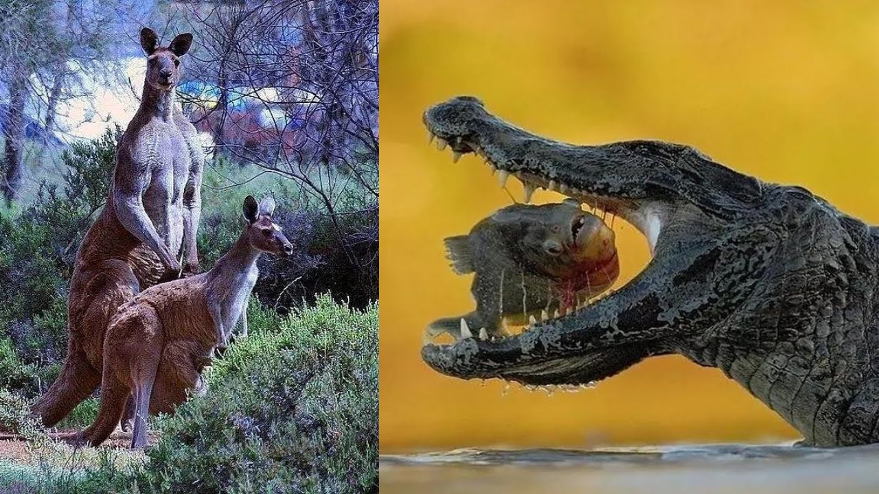 Spooky photos of Scary Animals in Nature - YouTube