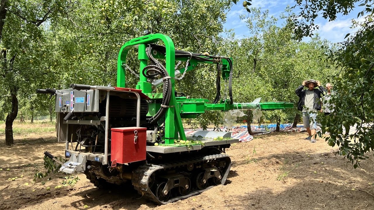 crawler type pecan tree shaker machine work video - YouTube