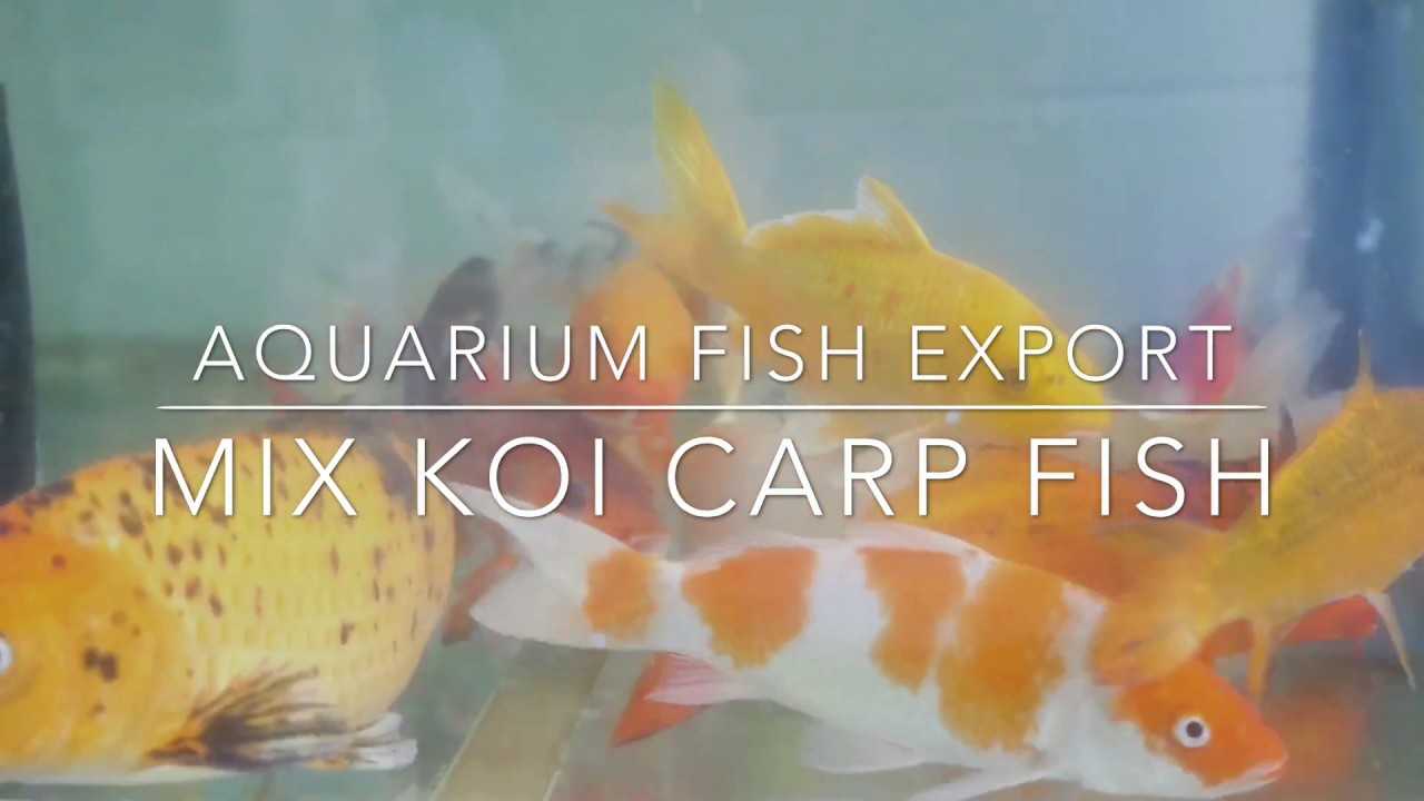 Mix koi fish breeding farm for export from Thailand - YouTube