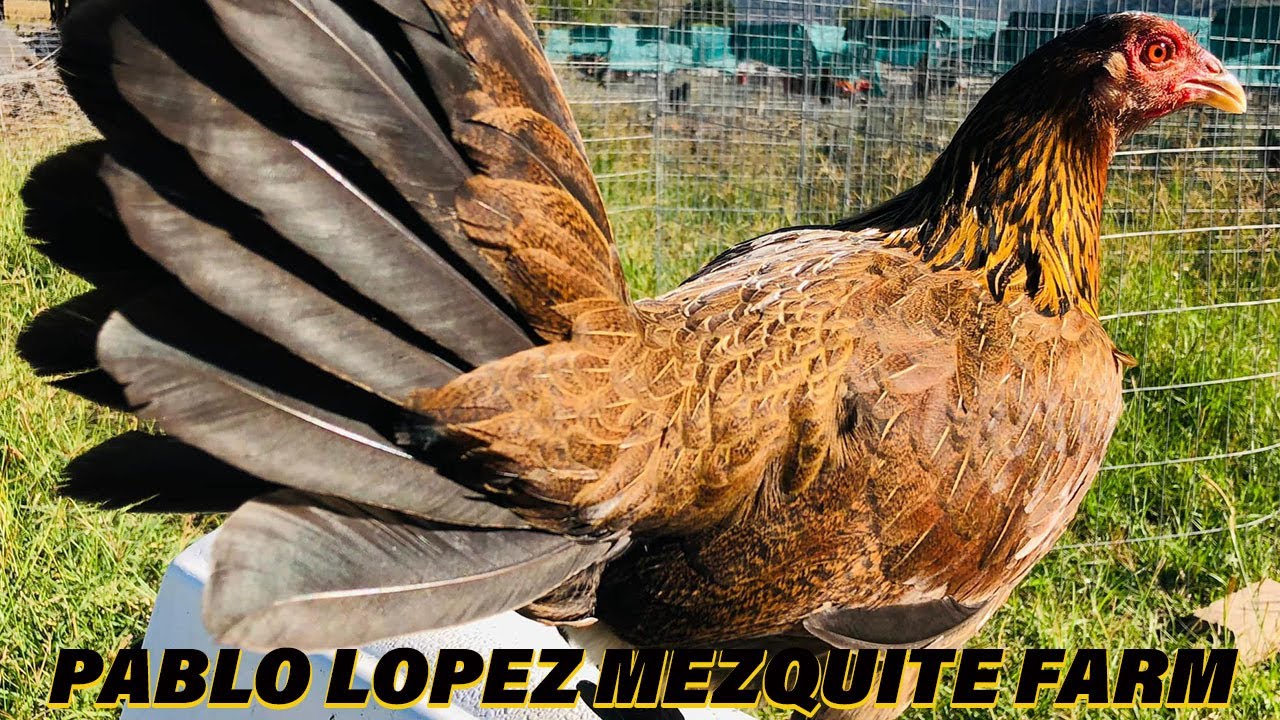 Kelso Kentucky Raptor Sweater Yellow Leg Pablo Lopez Farm Mascota ...