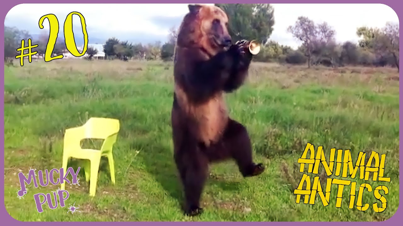 TOP 20 BRAINIEST ANIMALS 🐻 | Animal Antics 🦥 | Full Episode | Mucky Pup ...