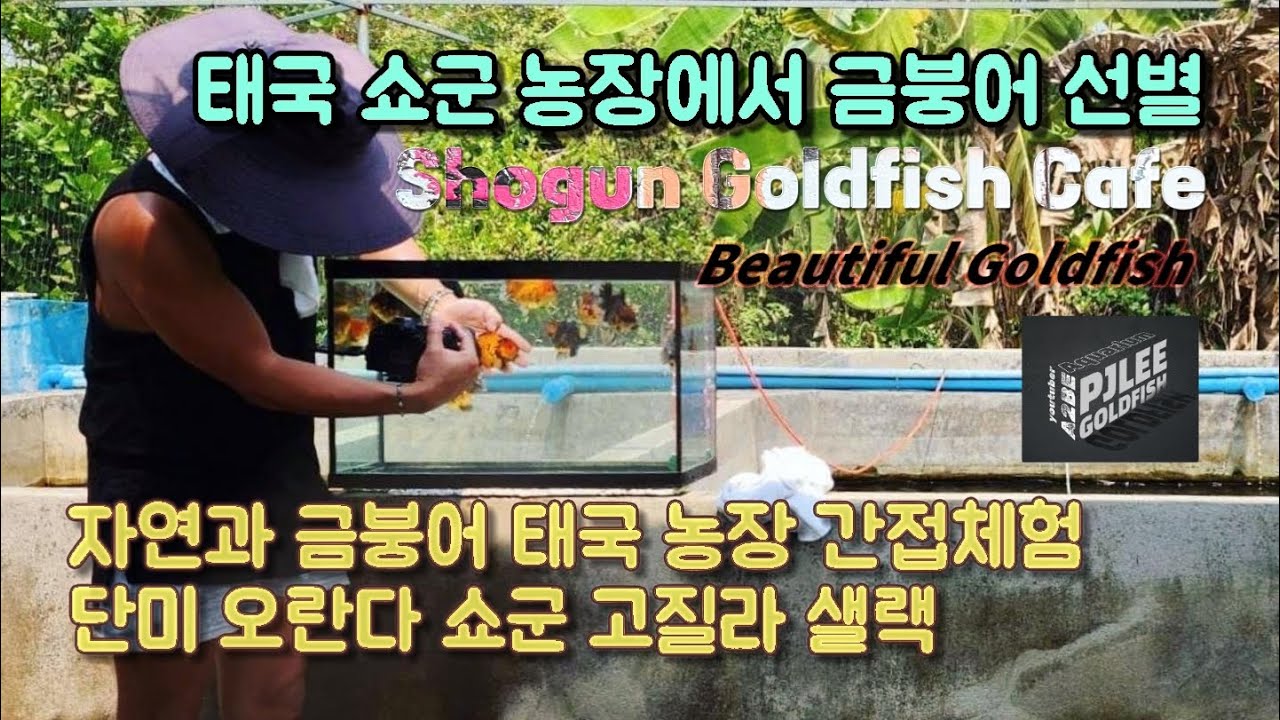 쇼군 고질라 단미 샐랙 ( Shogun Godzilla ) Nice goldfish Beautiful oranda # ...