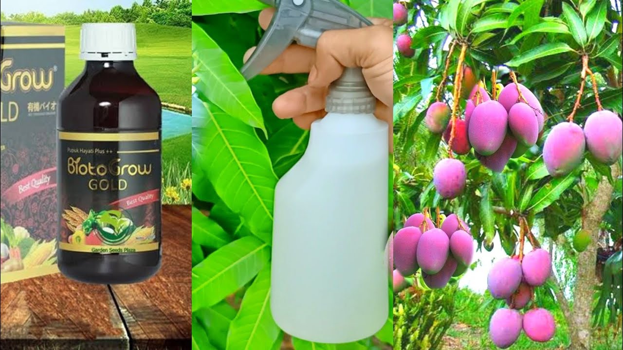 Super complete liquid organic fertilizer for mango plants - YouTube