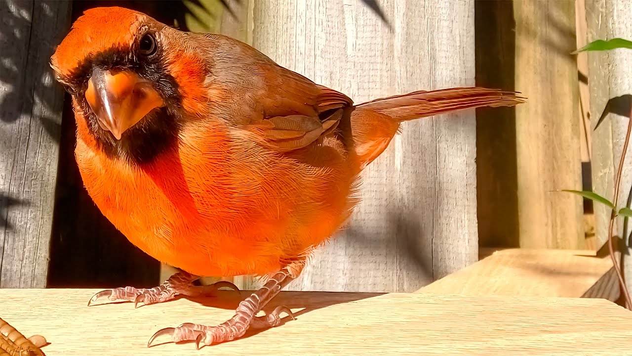 Fledgling Male Cardinal Changing to Adult Colors - YouTube