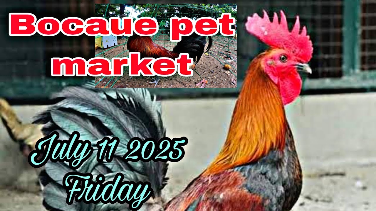Bocaue pet market , July 11 2025 Friday . - YouTube