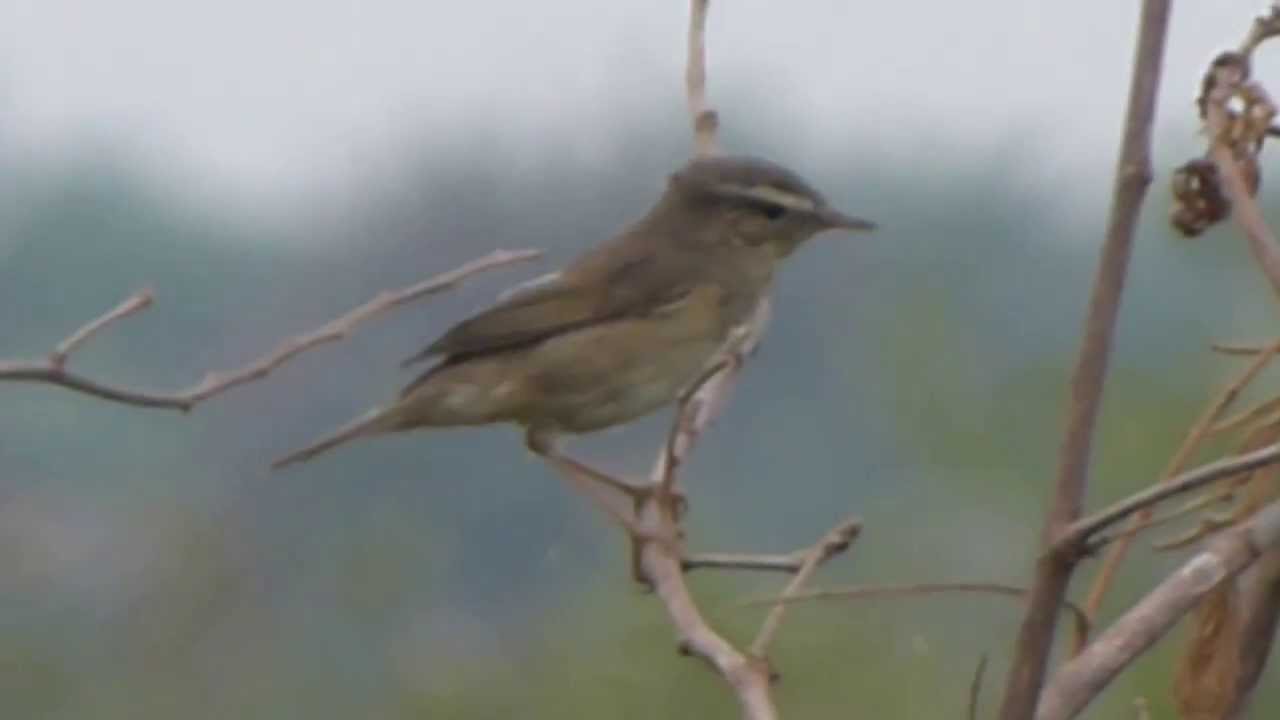 Dusky Warbler (Phylloscopus fuscatus) - YouTube