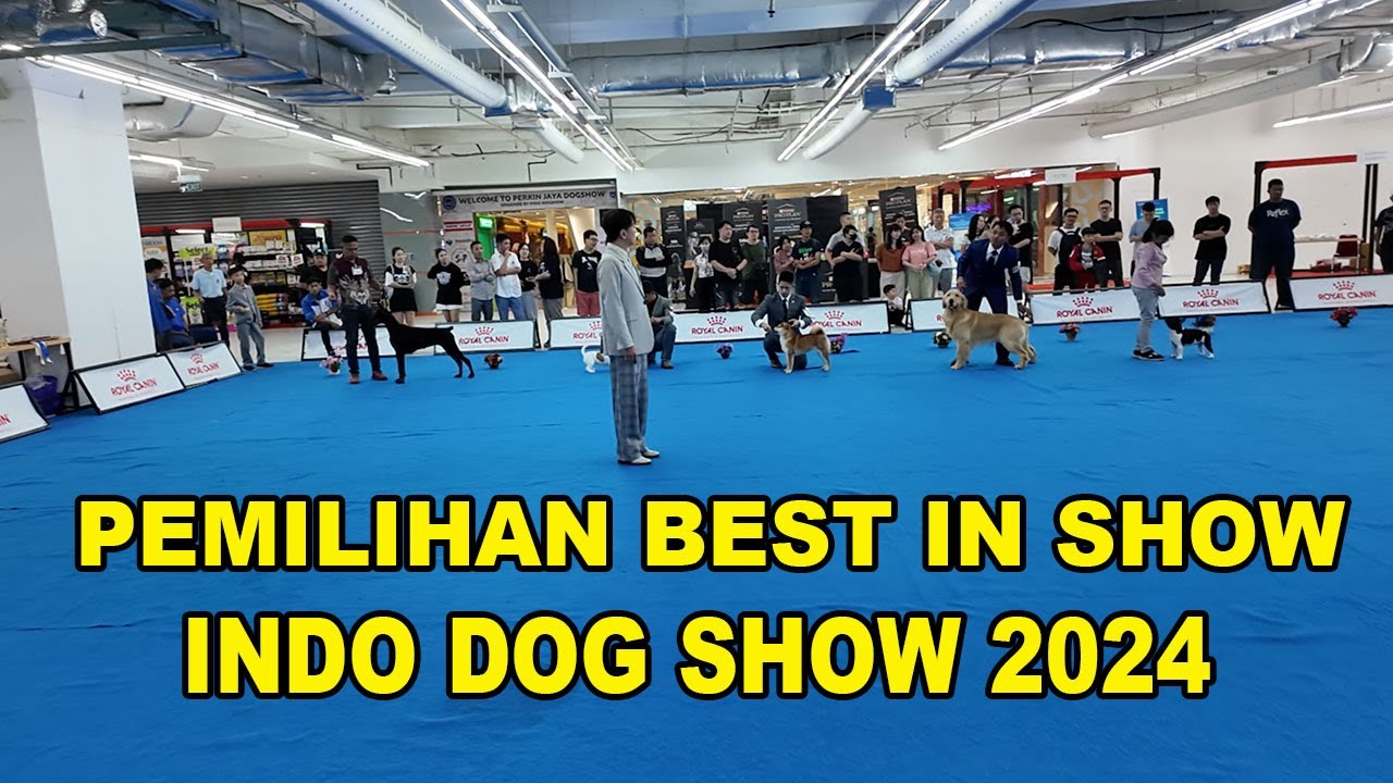 Pemilihan Best In Show Pameran Anjing Indo Dog Show 2024 - YouTube