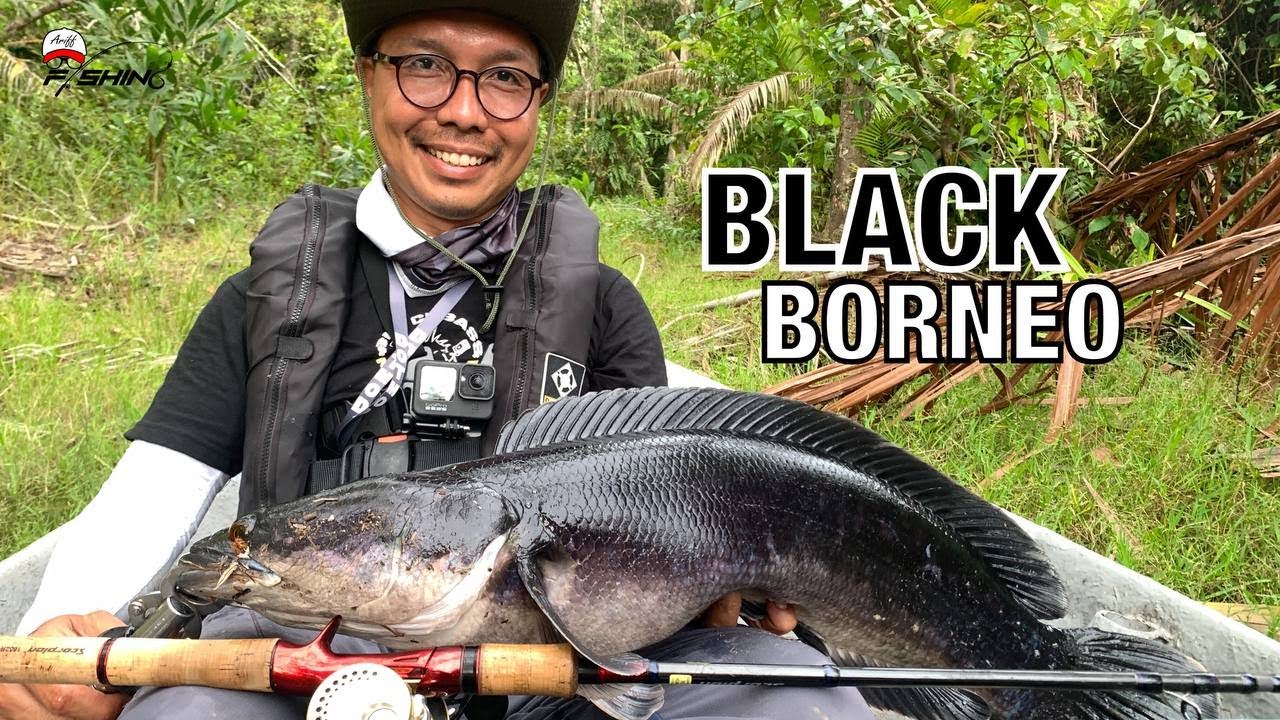 TOMAN BLACK Borneo Mini Amazon - YouTube