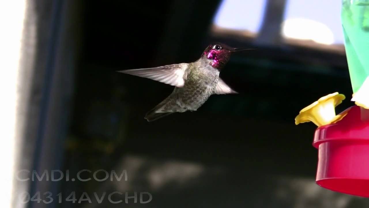 V04314 Annas Hummingbird Male, Bright Red, Realtime AVCHD - YouTube
