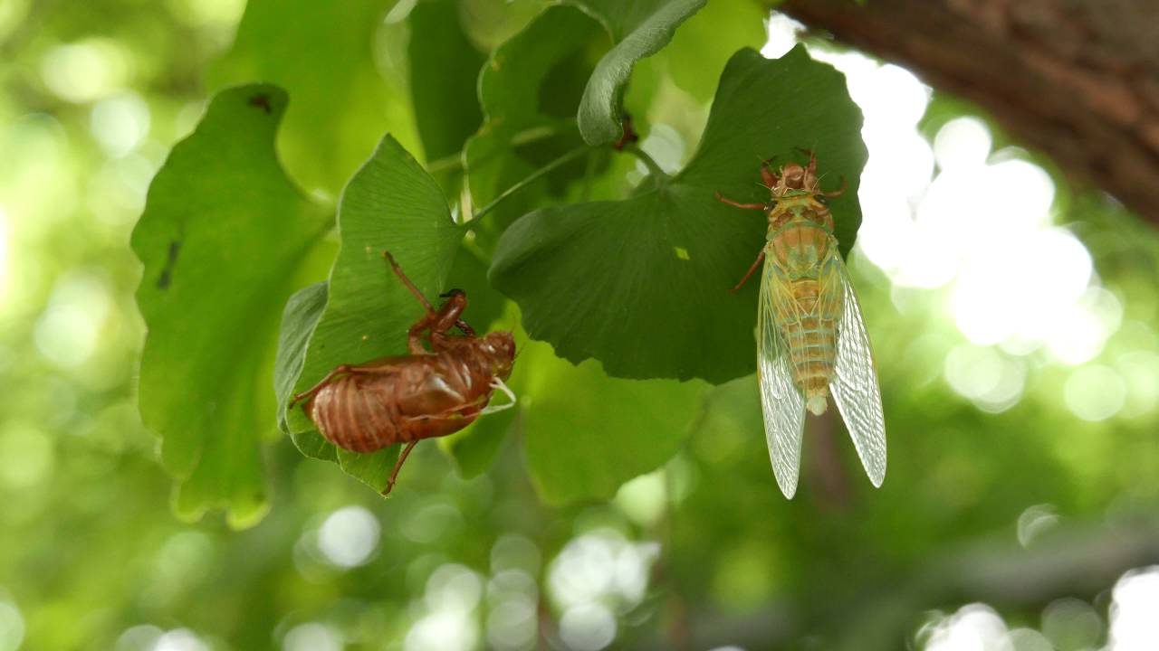 매미의 변태 4K 최종(cicada metamorphosis 4K 3) - YouTube