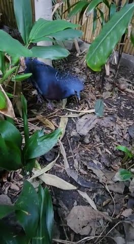 An Unknown Blue Bird Questions A Child 🤔😕#shorts #birds #blue bird # ...