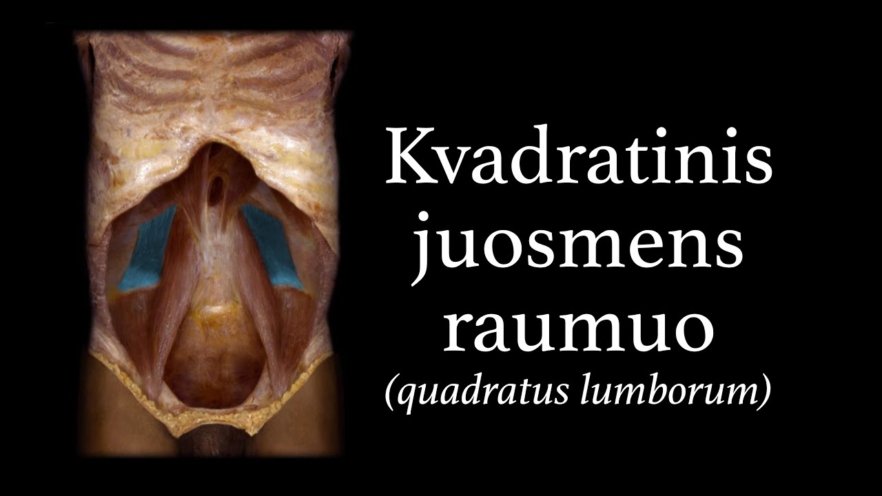 Kvadratinis juosmens raumuo - Quadratus lumborum - YouTube