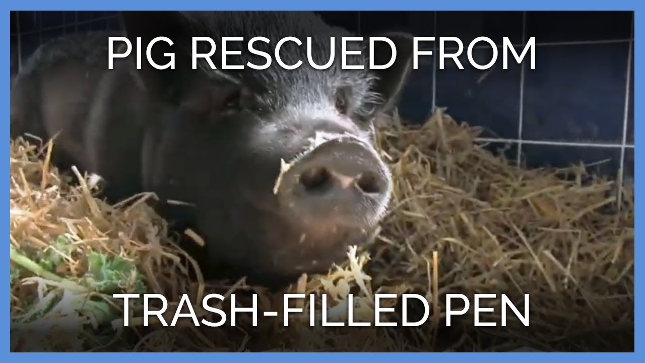Pig Rescued From Trash-Filled Pen - YouTube