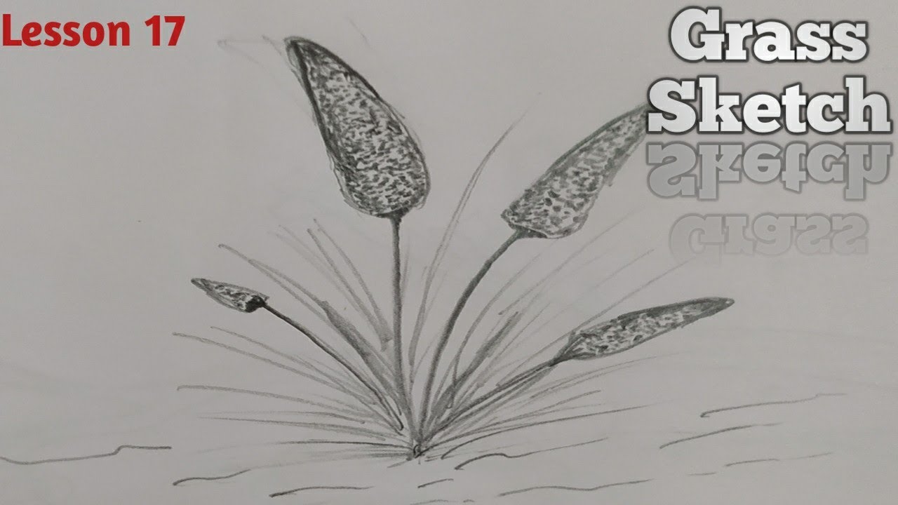 How to draw Plants of grass sketch |Lesson 17 of Pencil sketch || - YouTube